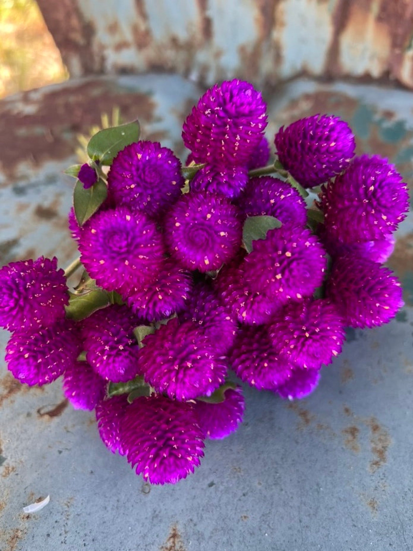 Audray Purple Red Gomphrena, 25 Dark Purple Globe Amaranth Seeds - Etsy