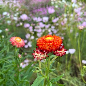 Mixed Strawflower Seeds, 45 Sultane Mix Helichrysum Seed, Cut Flower ...