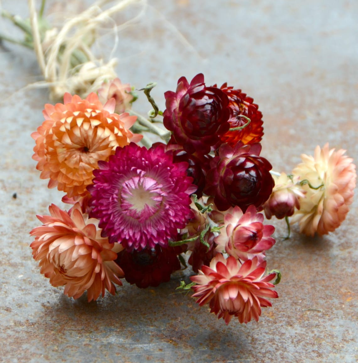 Mixed Strawflower Seeds 45 Sultane Mix Helichrysum Seed Cut - Etsy