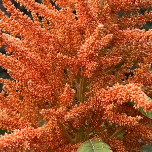 Giant Orange Amaranth Seeds: Cut Flower Garden (100 Seeds) - Etsy