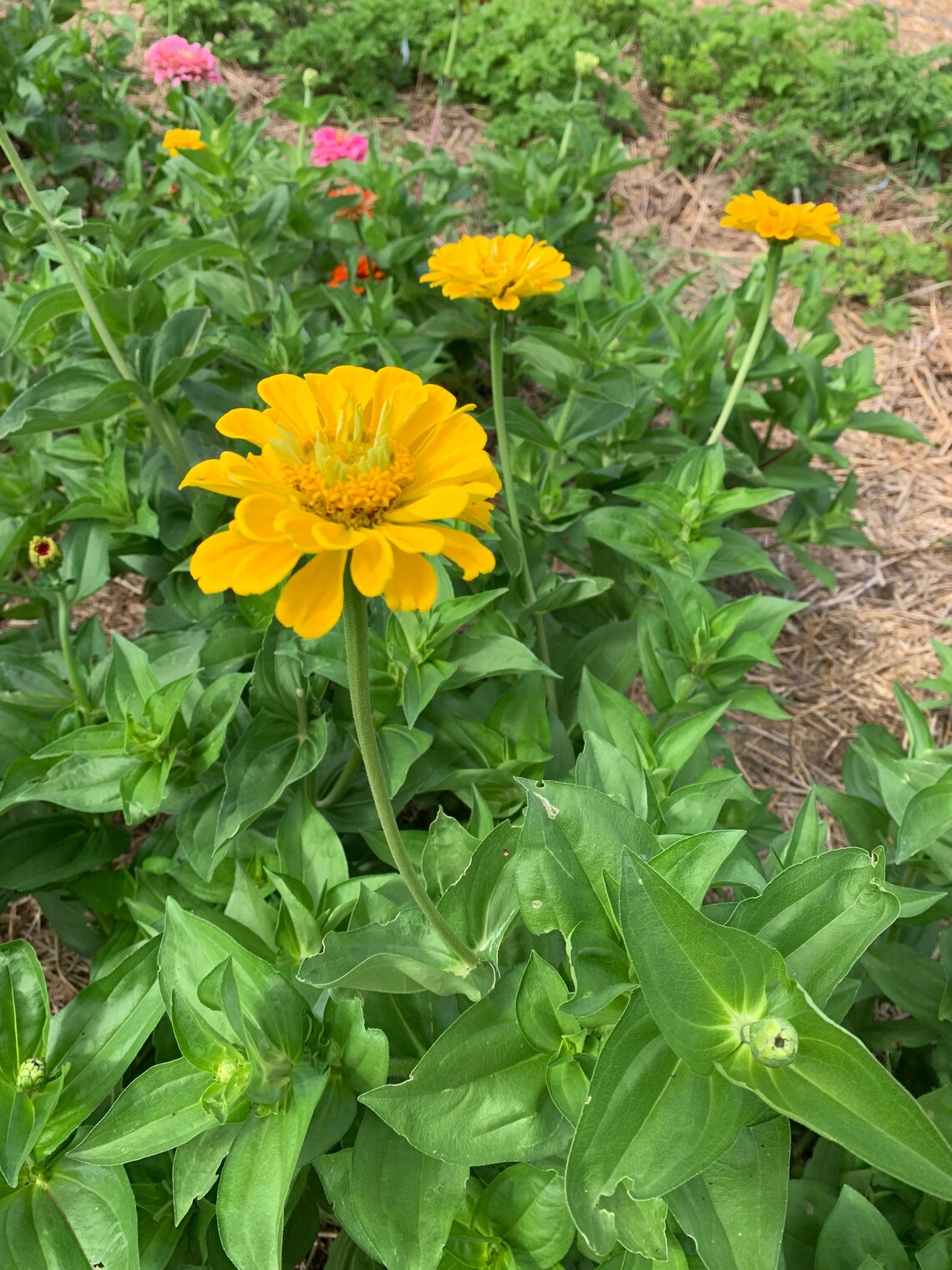 Yellow Zinnia Seeds Benary's Giant Yellow Zinnias Great - Etsy