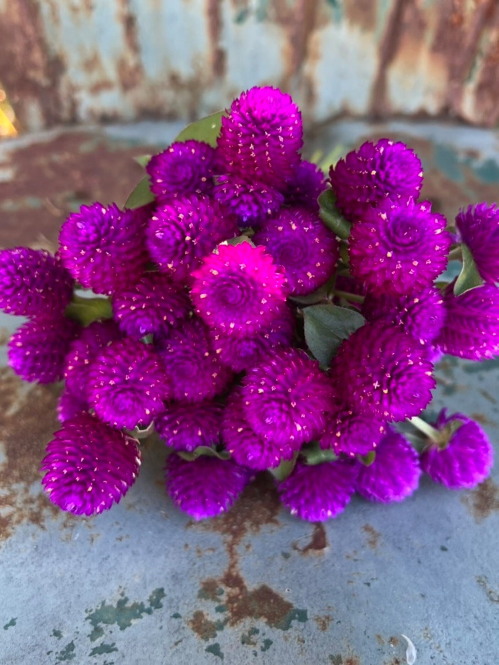 Audray Purple Red Gomphrena, 25 Dark Purple Globe Amaranth Seeds - Etsy