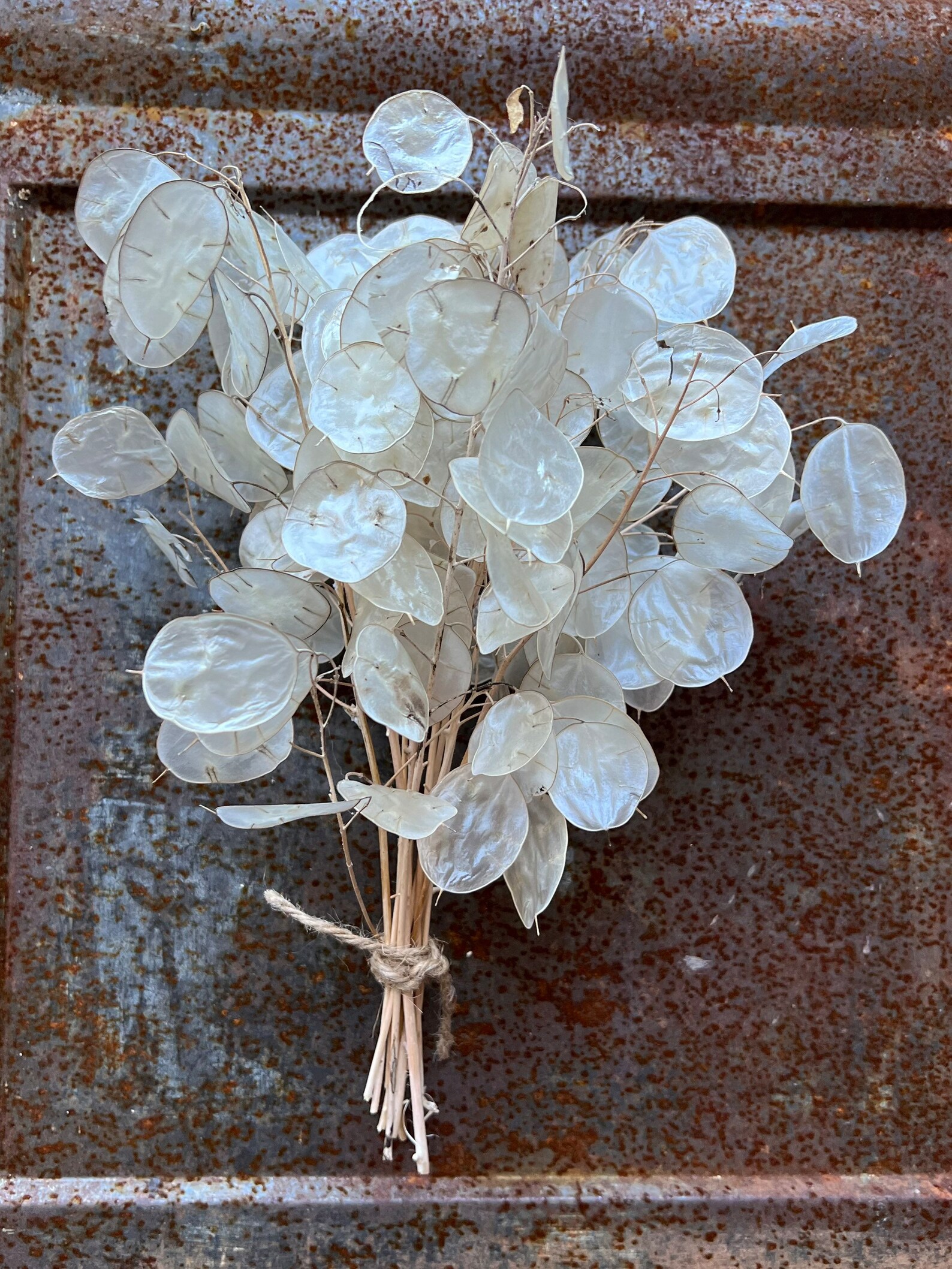 Lunaria Stems, Dried Money Plant, 10 Small Stems of Dried Lunaria From ...