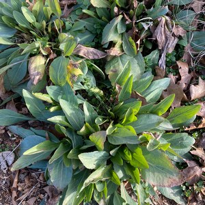Rudbeckia Maxima Seed, 35 Seeds for Giant Rudbeckia - Etsy
