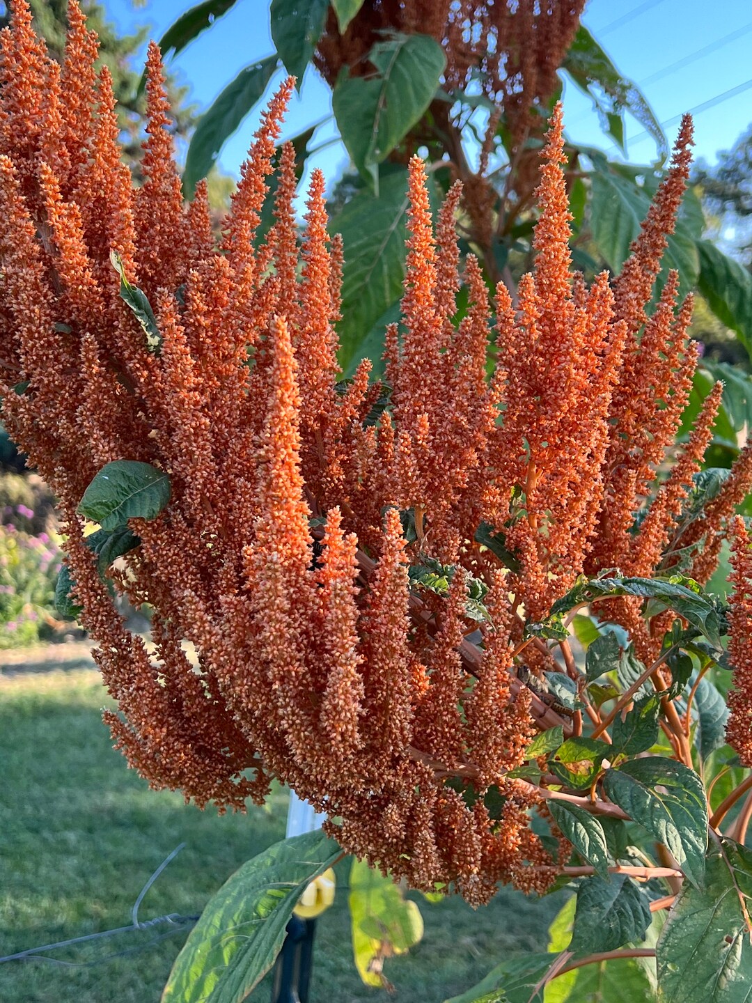 Giant Orange Amaranth Seeds: Cut Flower Garden (100 Seeds) - Etsy