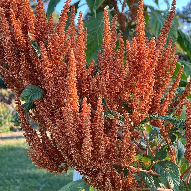 MountainlilyFarm - Etsy