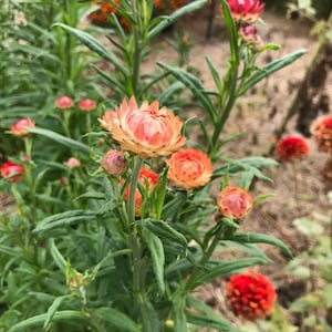Peach Mix Strawflower Seeds, 45 Mixed Apricot Peach Strawflower Seeds ...