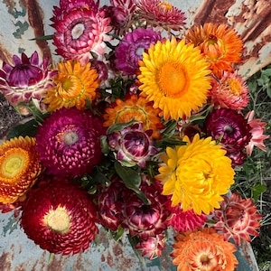 Mixed Strawflower Seeds, 45 Sultane Mix Helichrysum Seed, Cut Flower ...