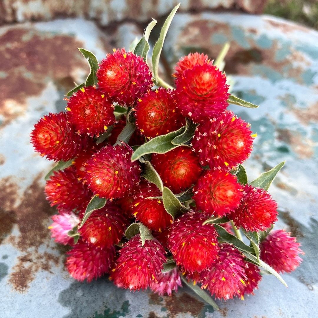 Red Gomphrena Seeds, 25 Seeds for Strawberry Fields Globe Amaranth ...
