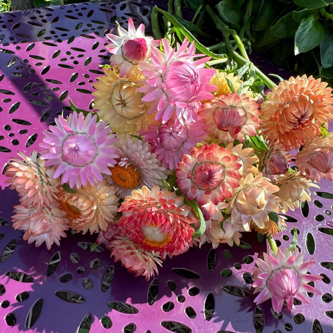 Seashell Strawflower Seeds, 45 Seeds Pastel Mix Strawflower - Etsy