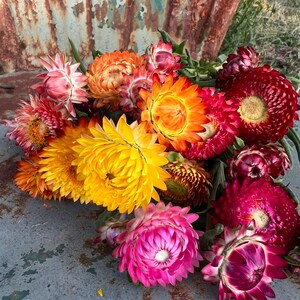 Mixed Strawflower Seeds, 45 Sultane Mix Helichrysum Seed, Cut Flower ...