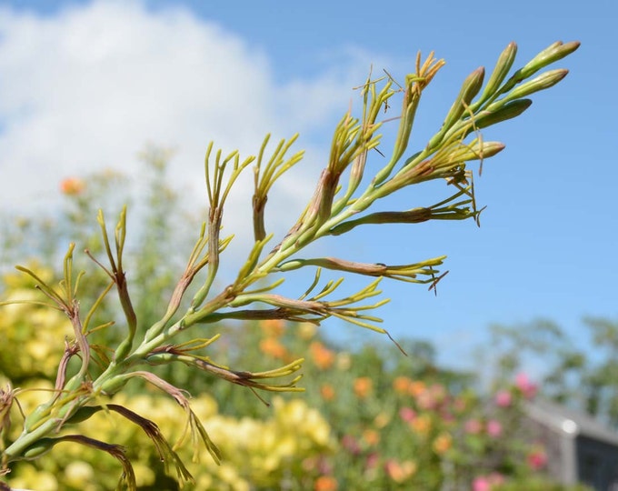 Manfreda Seeds, Native Plant Seed, Manfreda Virginica, False Aloe ...
