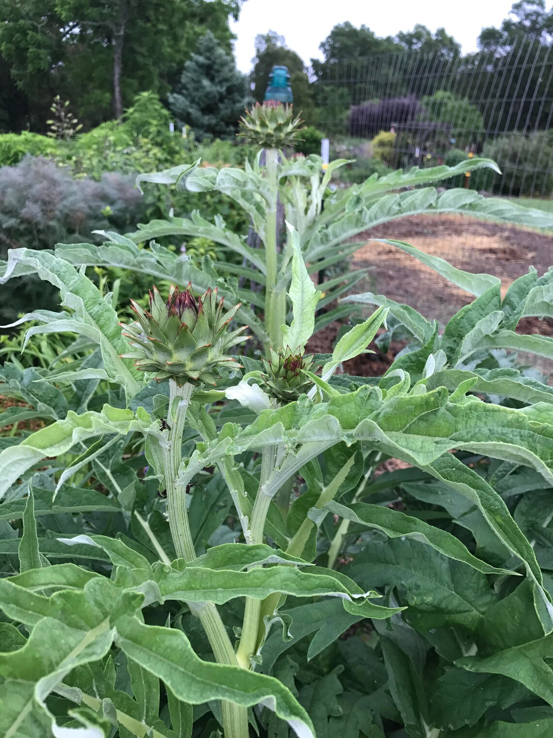 Cardoon Seeds, Cynara Cardunculus Seeds, Wild Artichoke - Etsy