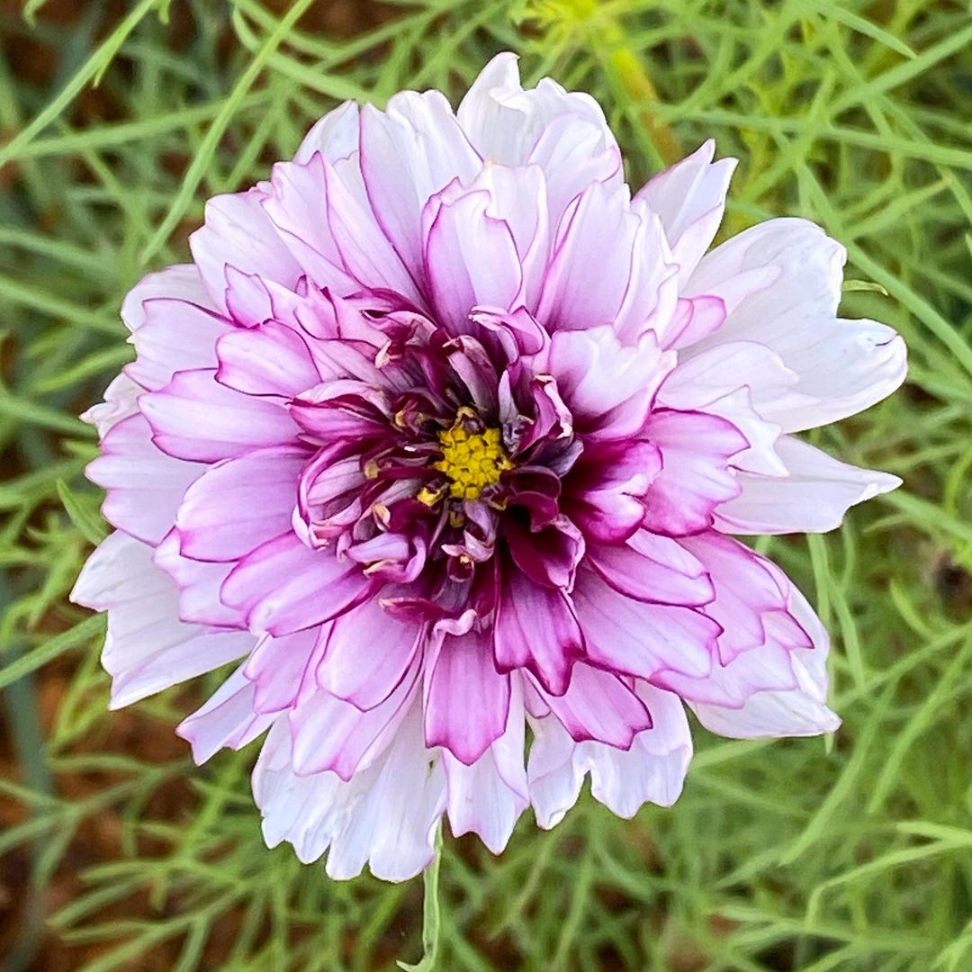 Double Click Bi Color Violet Cosmos, 25 Seeds Double Cosmos, Great for ...