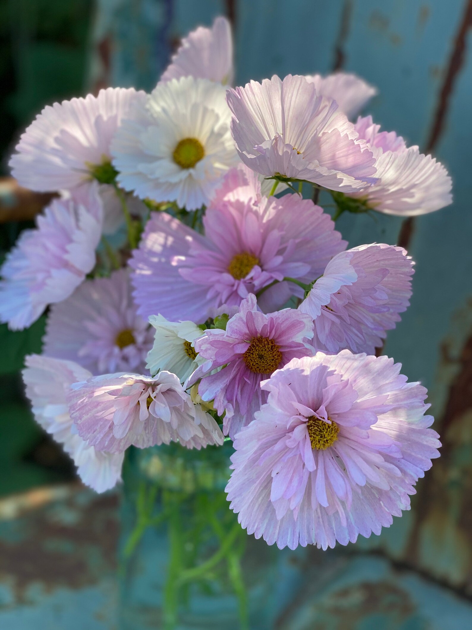 Blush Cupcake Cosmos Seed, Pink Cosmos Seeds- Great for Cut Flower ...