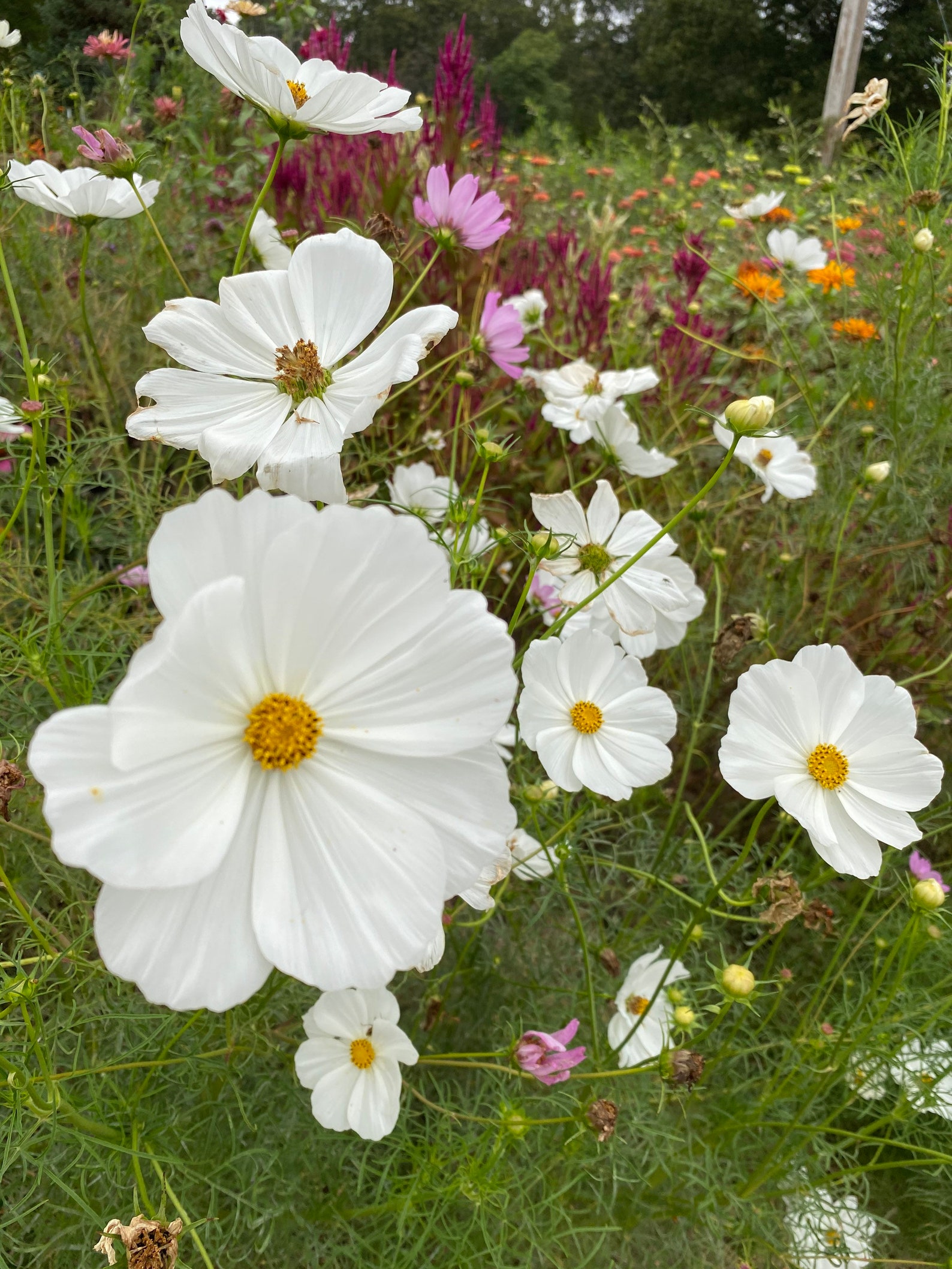 Afternoon White Cosmos 25 Seeds for Large Flowering White - Etsy