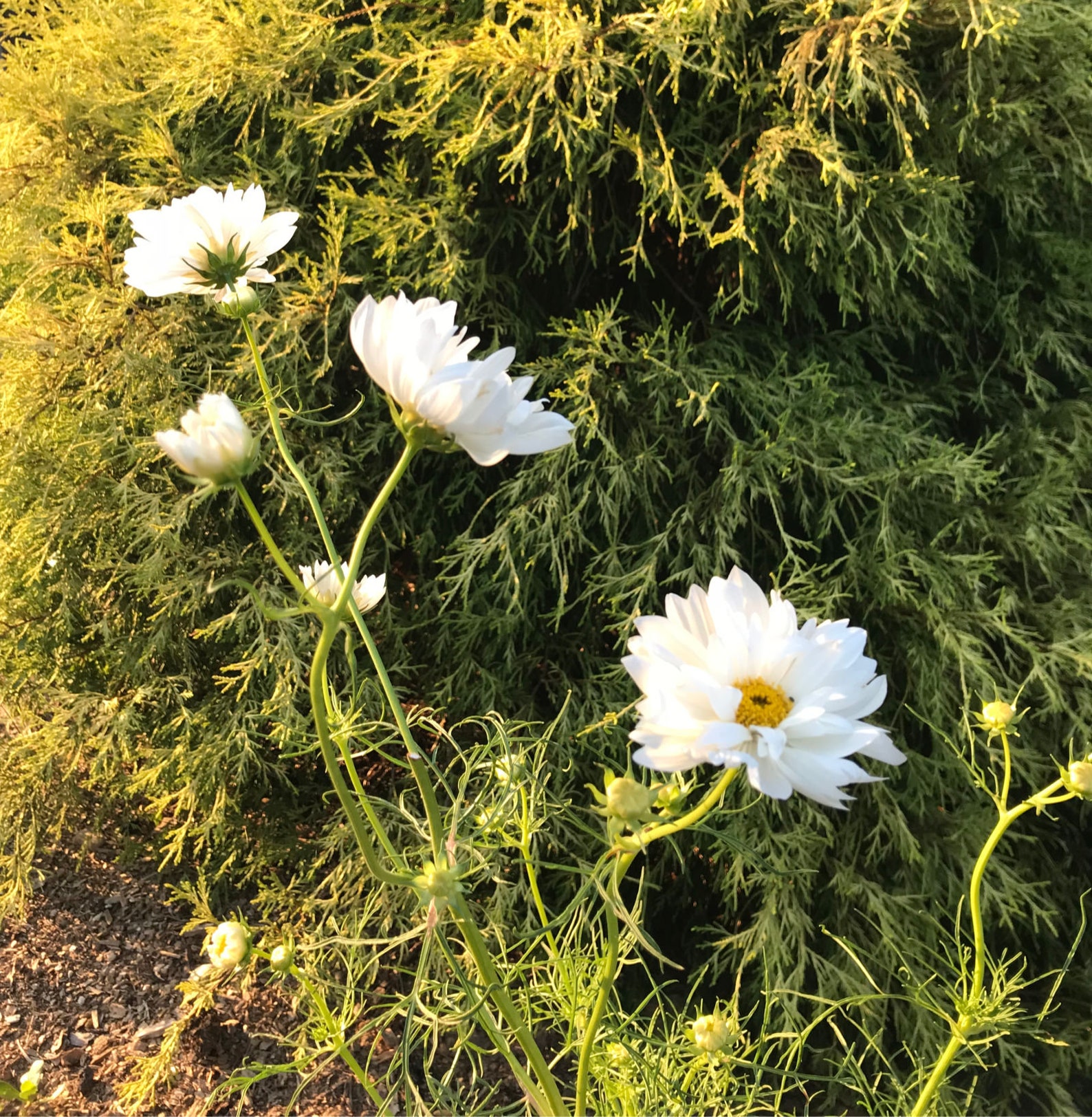 Cosmos Seeds Fizzy White Cosmos Great for Cut Flower Gardens - Etsy