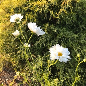 Cosmos Seeds, Fizzy White Cosmos, Great for Cut Flower Gardens and ...