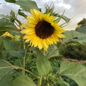 Sunrich Lemon Sunflower, 20 Seeds Yellow Sunflowers, Great for Cut ...