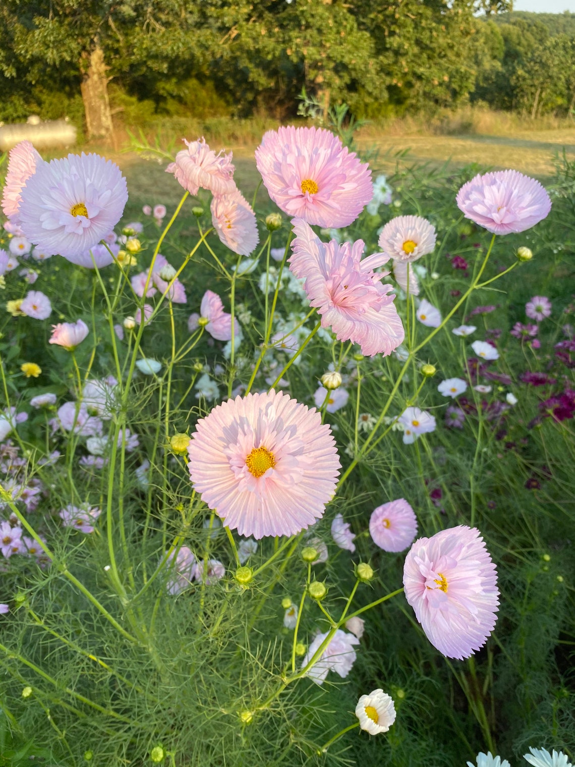 Blush Cupcake Cosmos Seed, Pink Cosmos Seeds- Great for Cut Flower ...