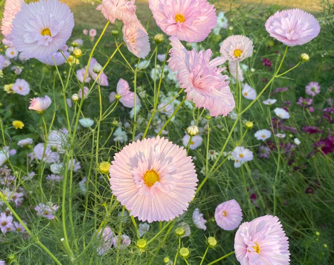 Blush Cupcake Cosmos, 25 Seeds Pink Cosmos, Great for Pollinator ...