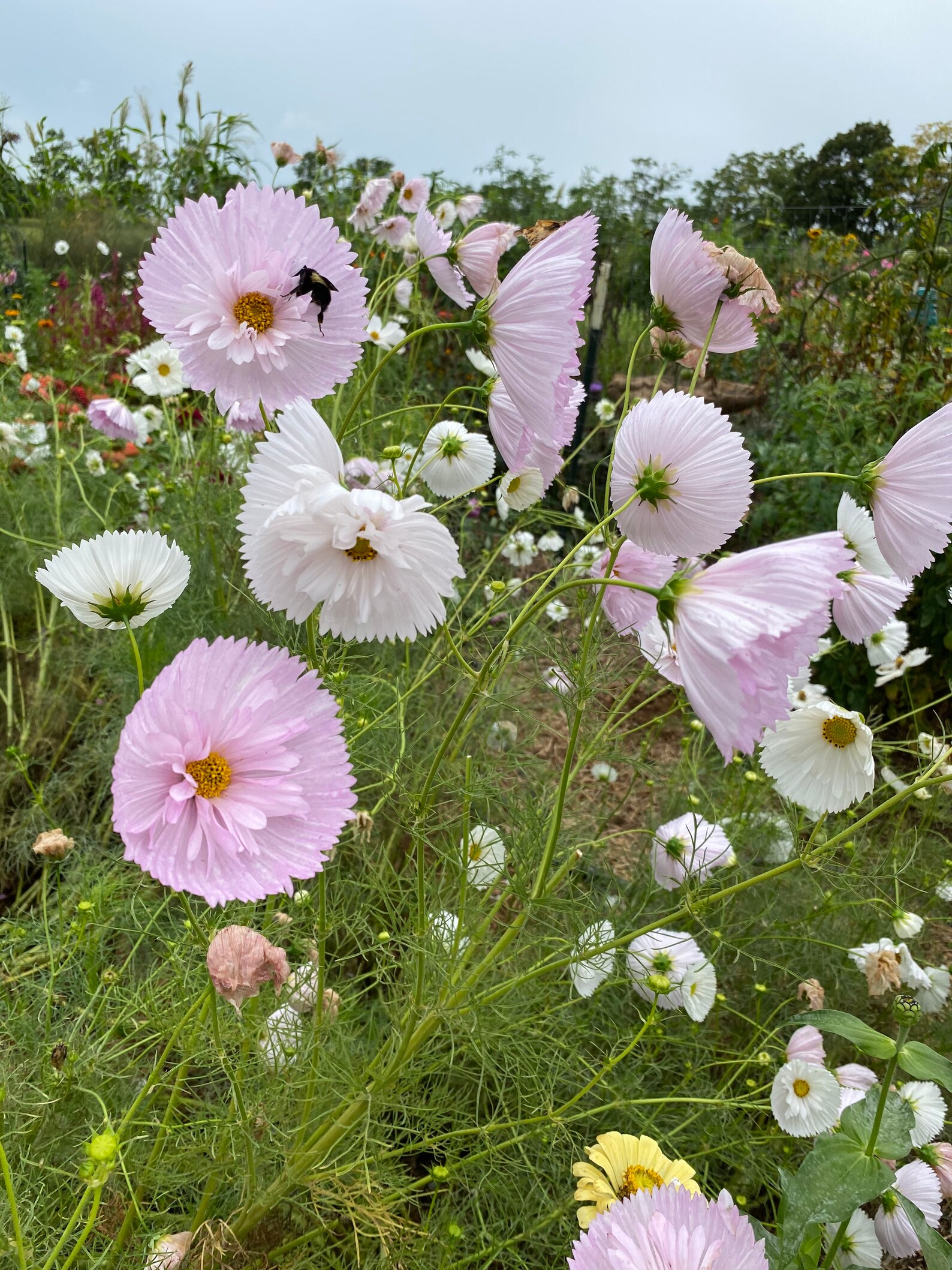 Blush Cupcake Cosmos Seed, Pink Cosmos Seeds- Great for Cut Flower ...