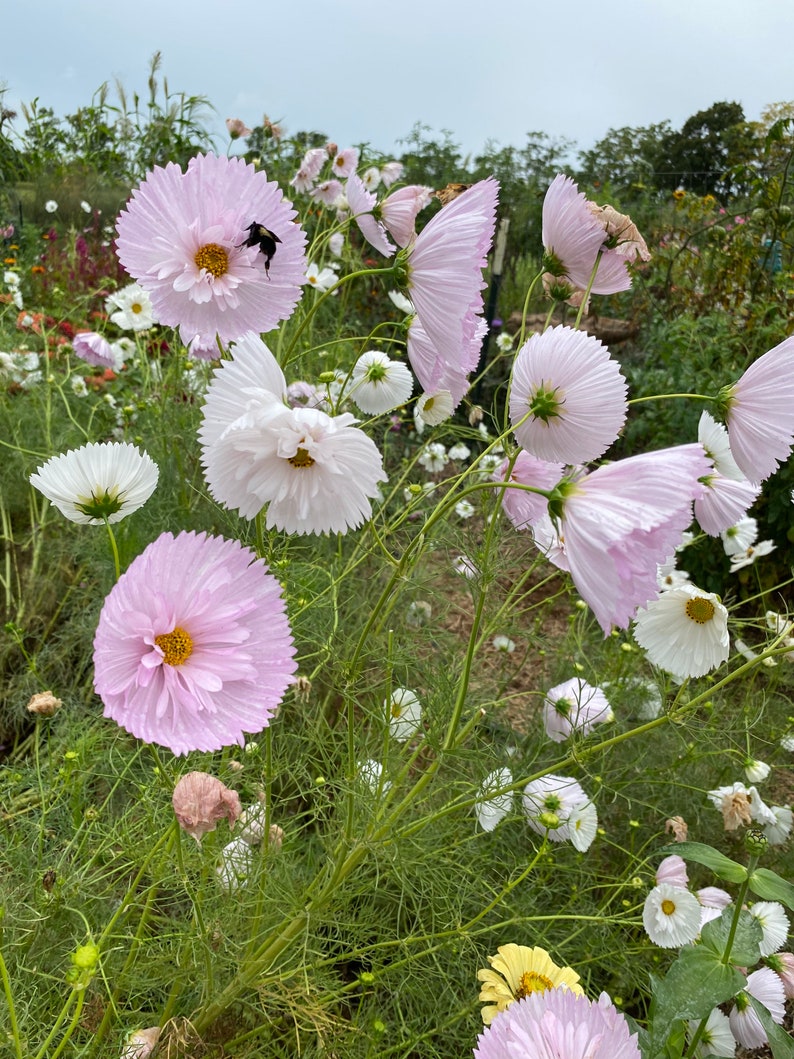 Blush Cupcake Cosmos Seed, Pink Cosmos Seeds- Great for Cut Flower ...