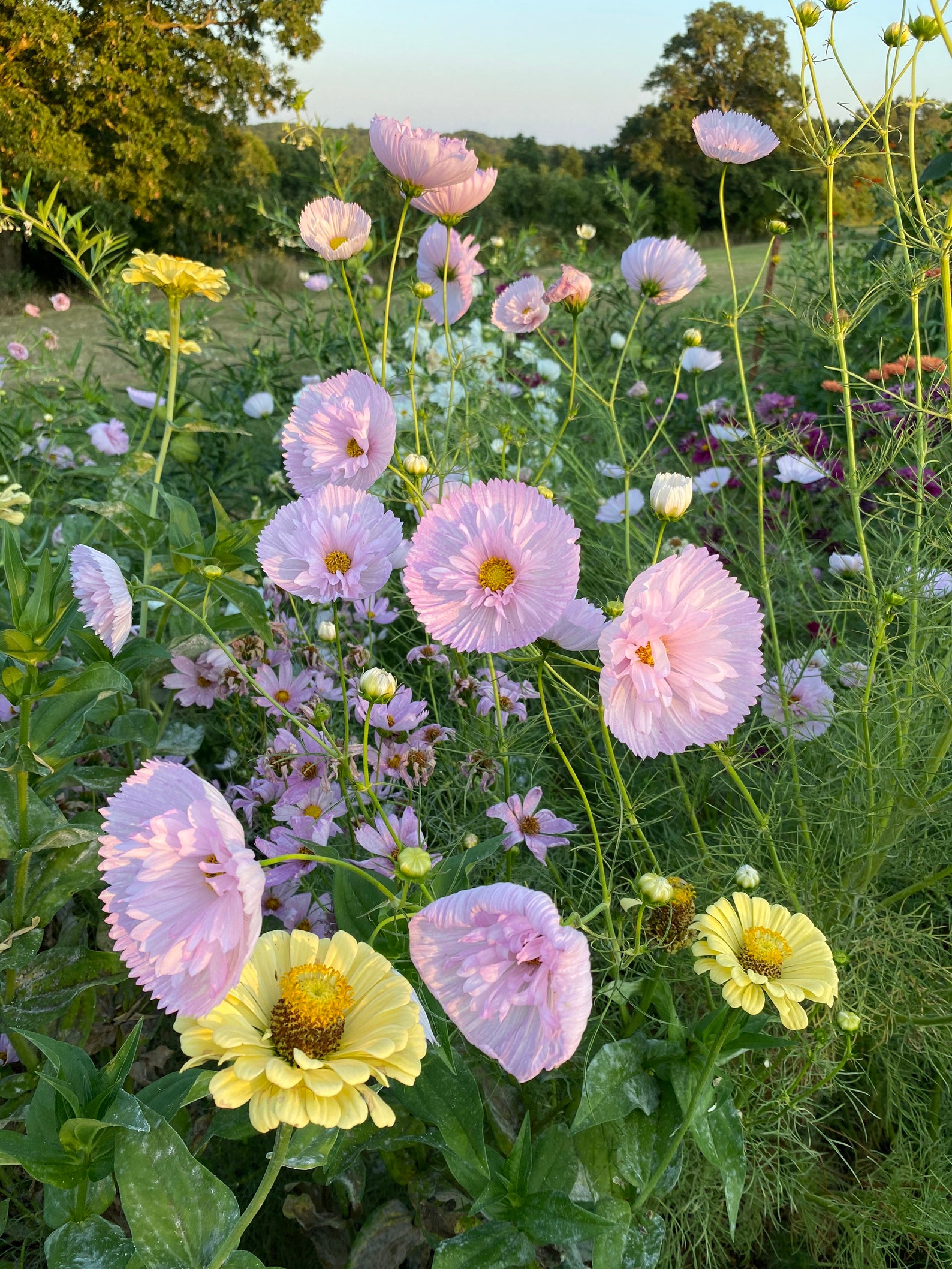Blush Cupcake Cosmos Seed, Pink Cosmos Seeds- Great for Cut Flower ...