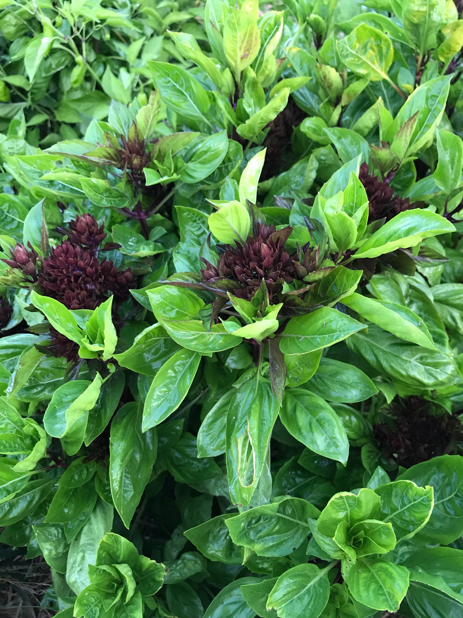 Cardinal Basil, Thai Basil Seeds, Great for Container Gardens and Small ...