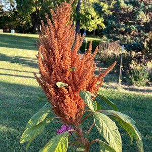 Giant Orange Amaranth Seeds: Cut Flower Garden (100 Seeds) - Etsy