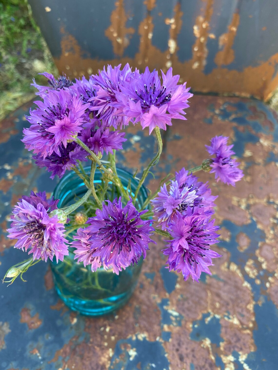 Purple Bachelor Buttons Lavender Mix Centaurea Great for Cut - Etsy