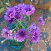 Purple Bachelor Buttons Lavender Mix Centaurea Great for Cut - Etsy
