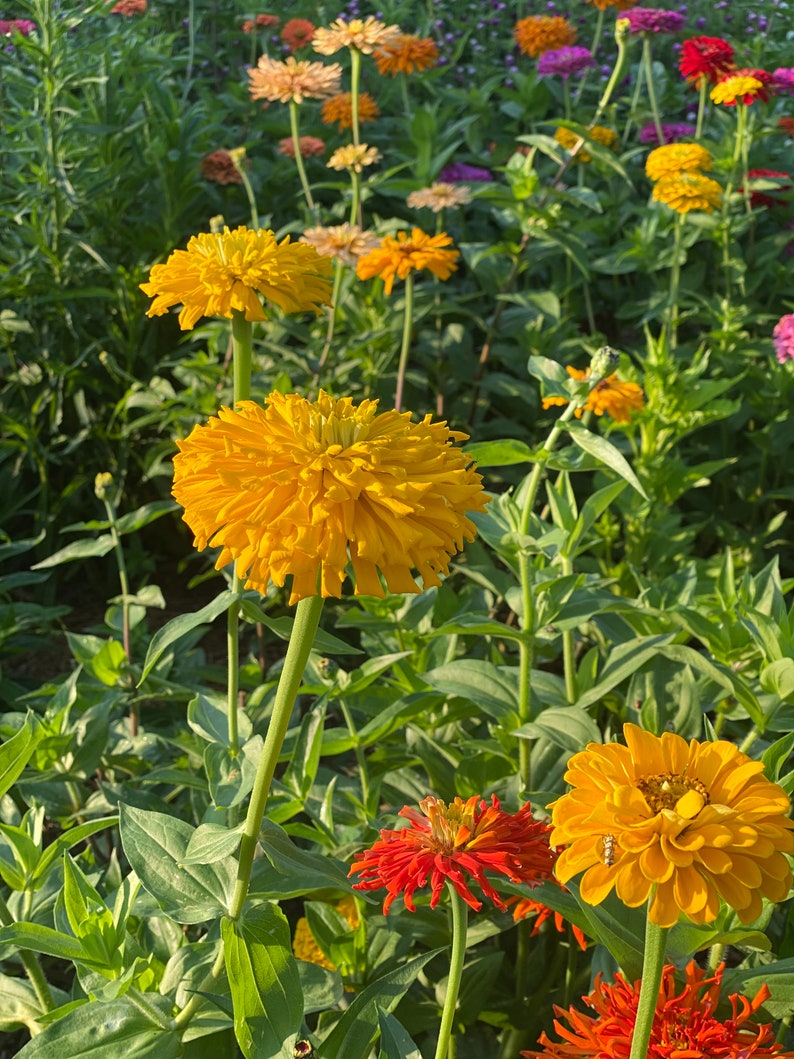 Yellow Zinnia Seeds Benary's Giant Yellow Zinnias Great - Etsy