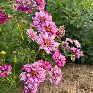 Double Click Bi Color Violet Cosmos, 25 Seeds Double Cosmos, Great for ...