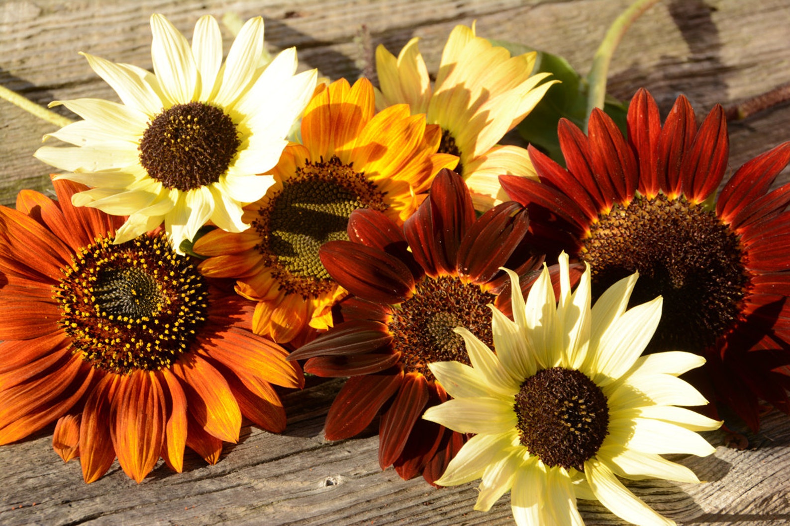 Mixed Sunflower Seeds 25 Seeds for Mixed Color Sunflowers - Etsy