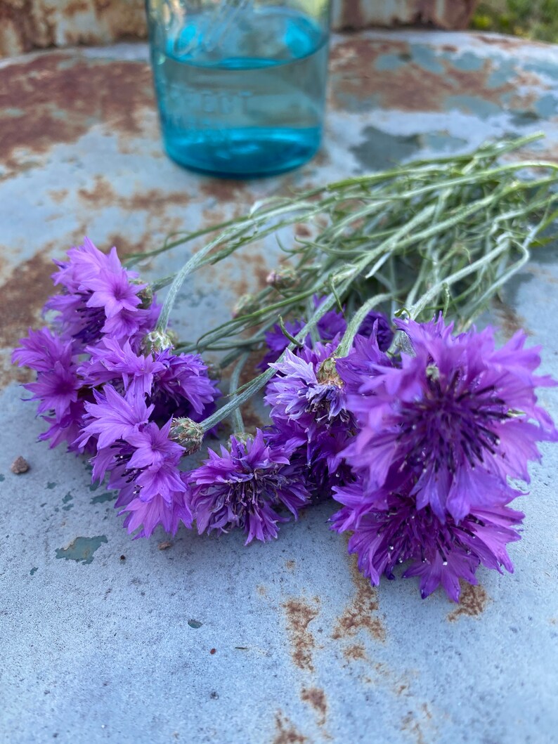 Purple Bachelor Buttons Lavender Mix Centaurea Great for Cut - Etsy