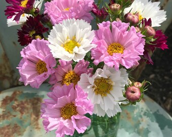 Double Click Bi-color Pink Cosmos Seeds, Cosmos Flowers, 25 Seeds ...