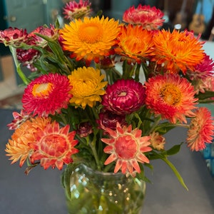 Mixed Strawflower Seeds, 45 Sultane Mix Helichrysum Seed, Cut Flower ...