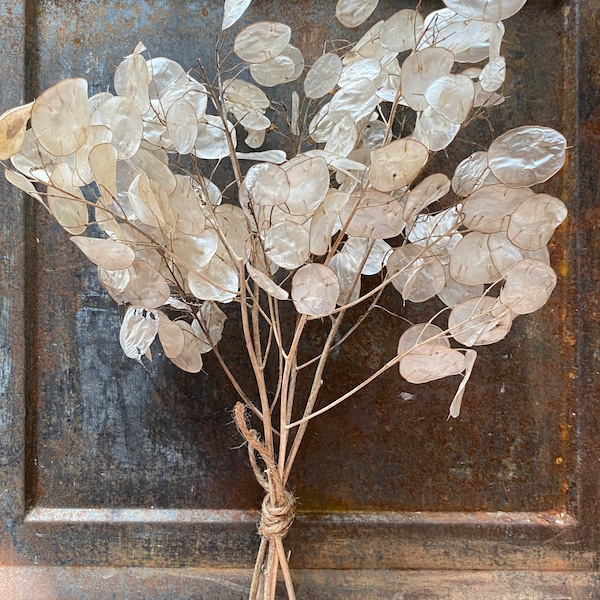 Dried Plants - Etsy