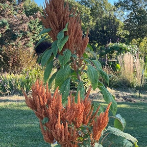 Giant Orange Amaranth Seeds: Cut Flower Garden (100 Seeds) - Etsy