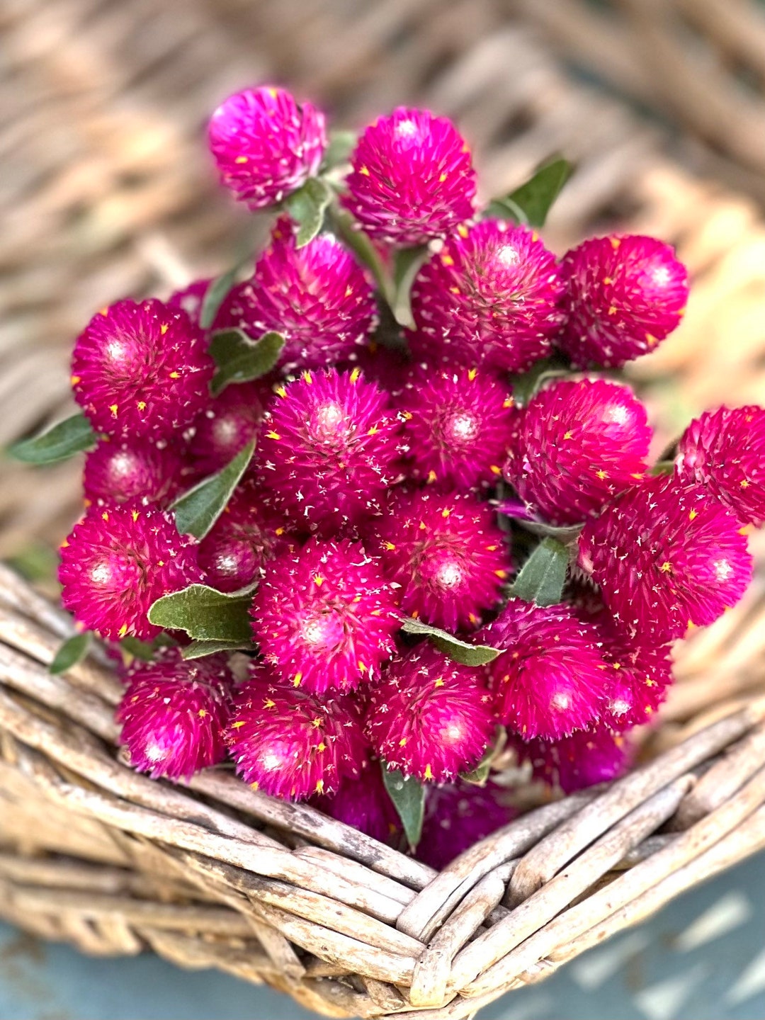 Carmine Pink Gomphrena, 25 Seeds Pink Globe Amaranth Seeds, Great for ...