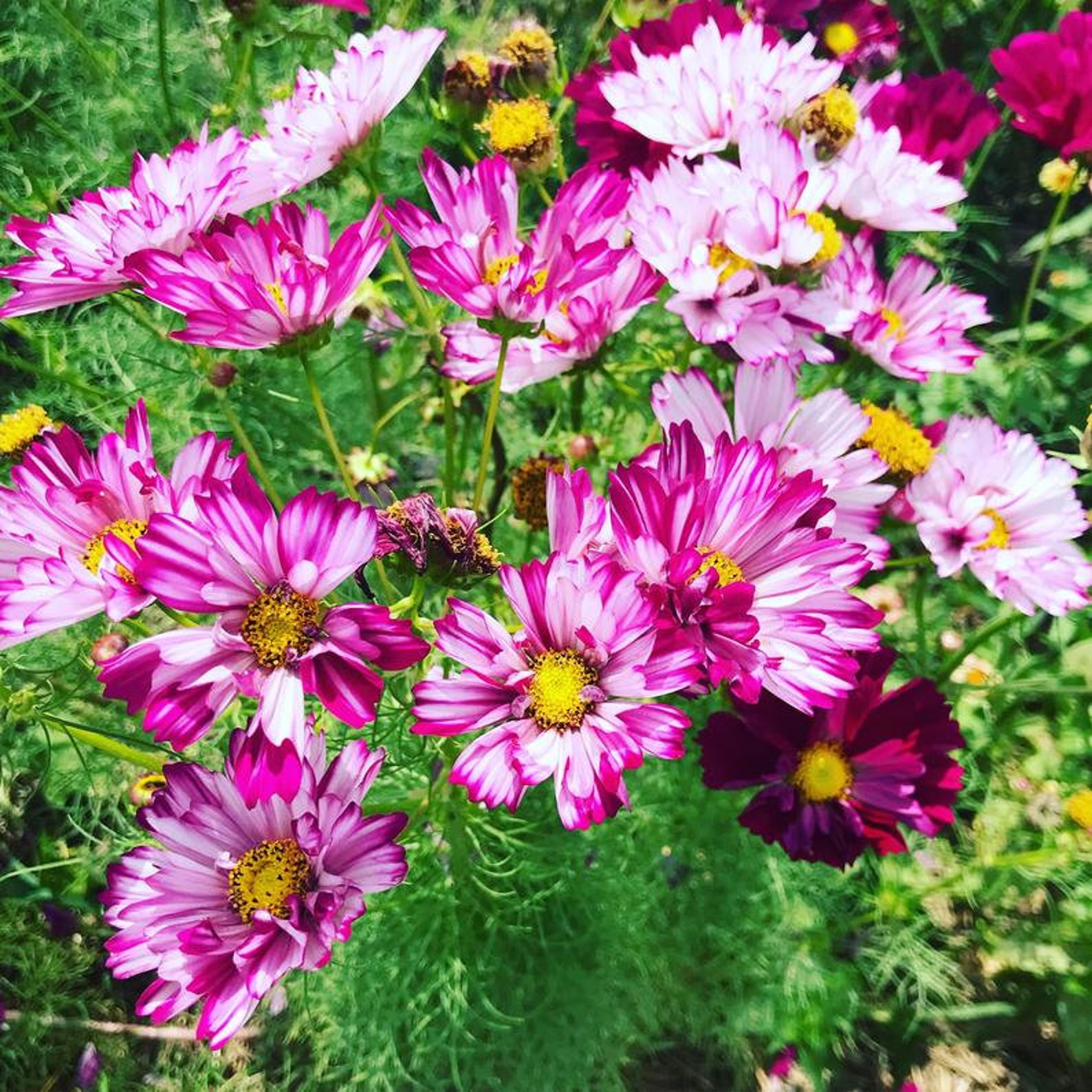 Double Click Bi Color Violet Cosmos, 25 Seeds Double Cosmos, Great for ...