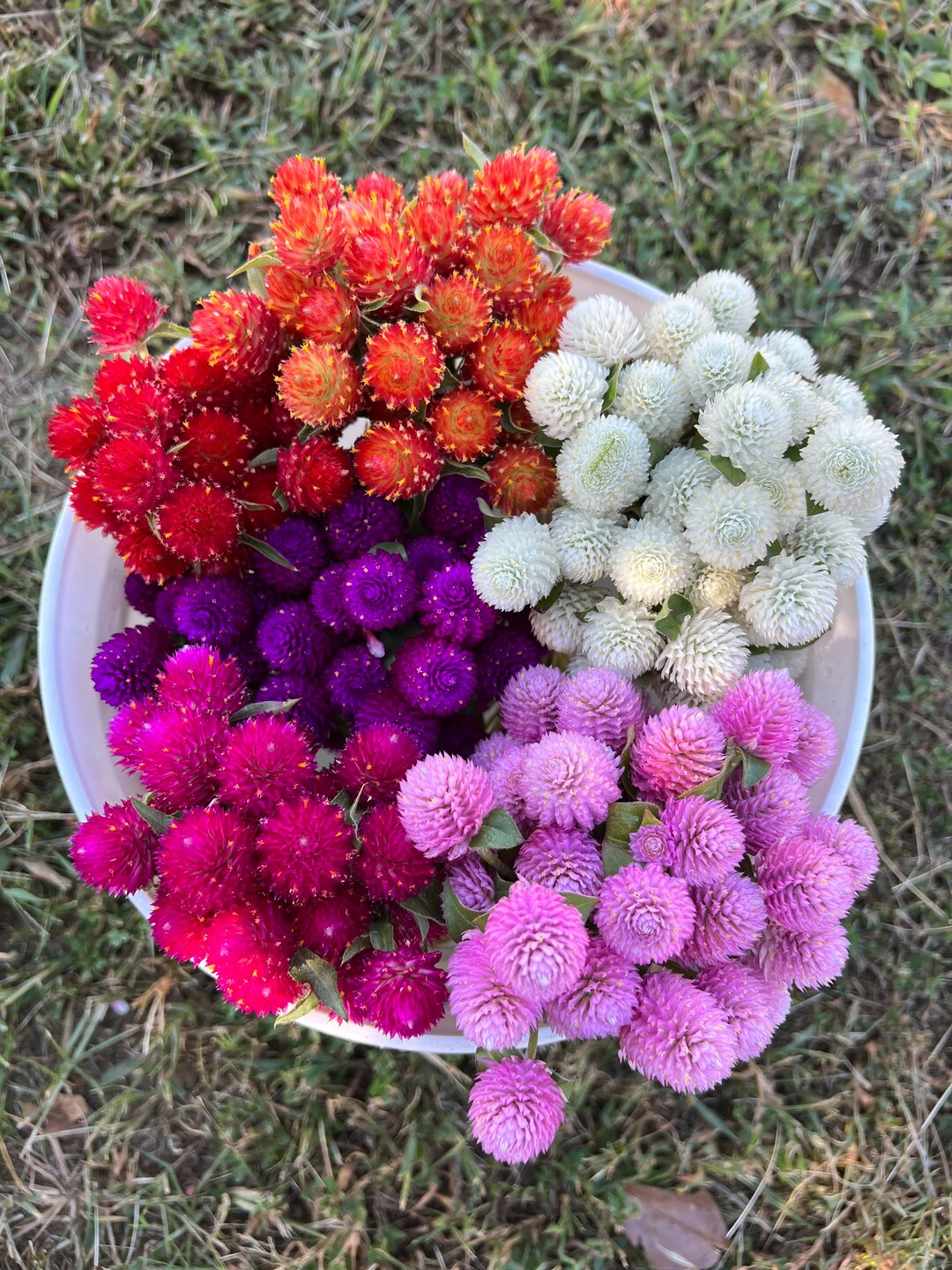 Gomphrena Seeds, 5 Packets of Mixed Color Globe Amaranth Seed, Great ...
