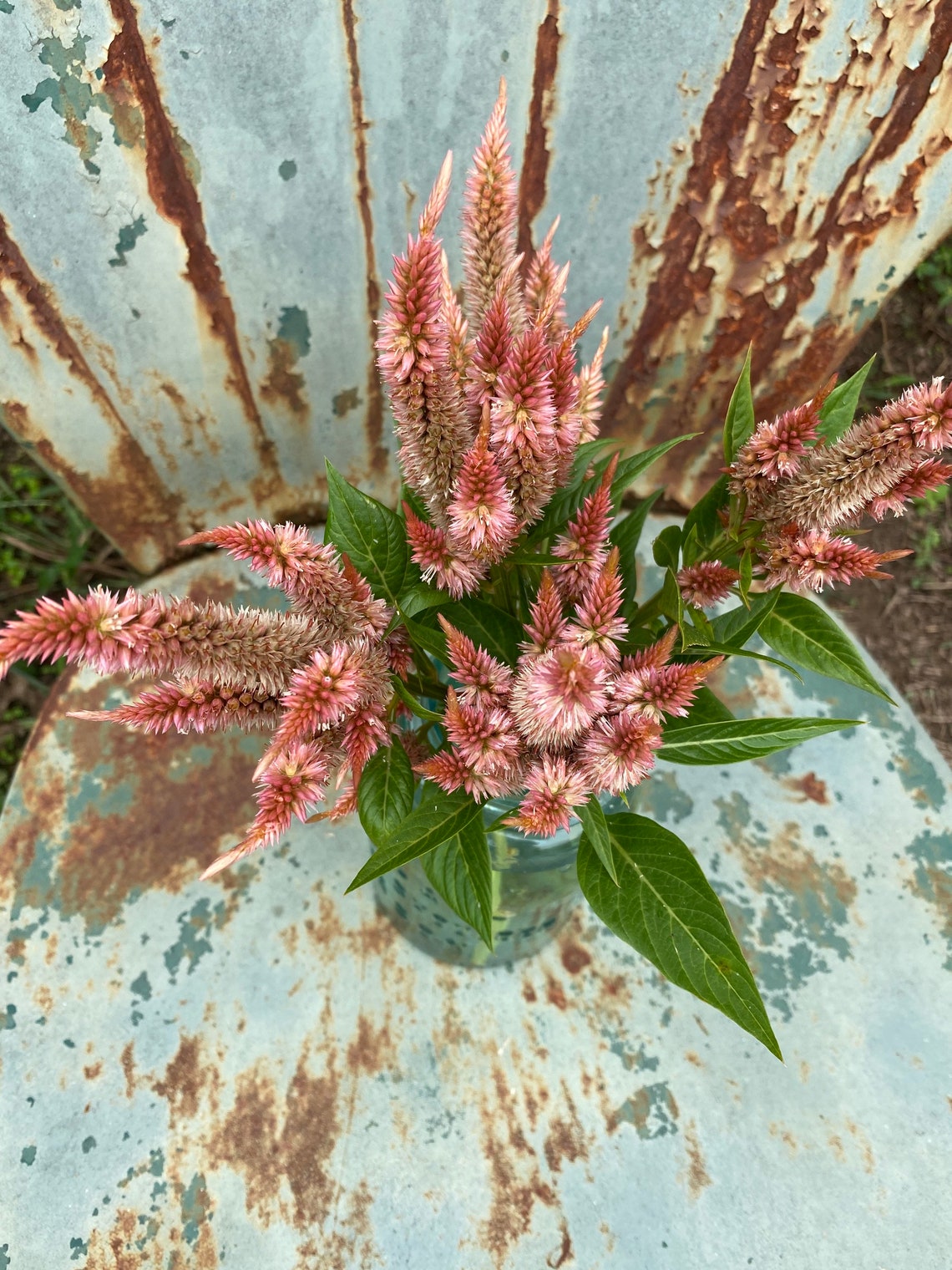 Terracotta Celosia Seeds, Spiked Wheat Celosia 50 Seeds, Excellent ...
