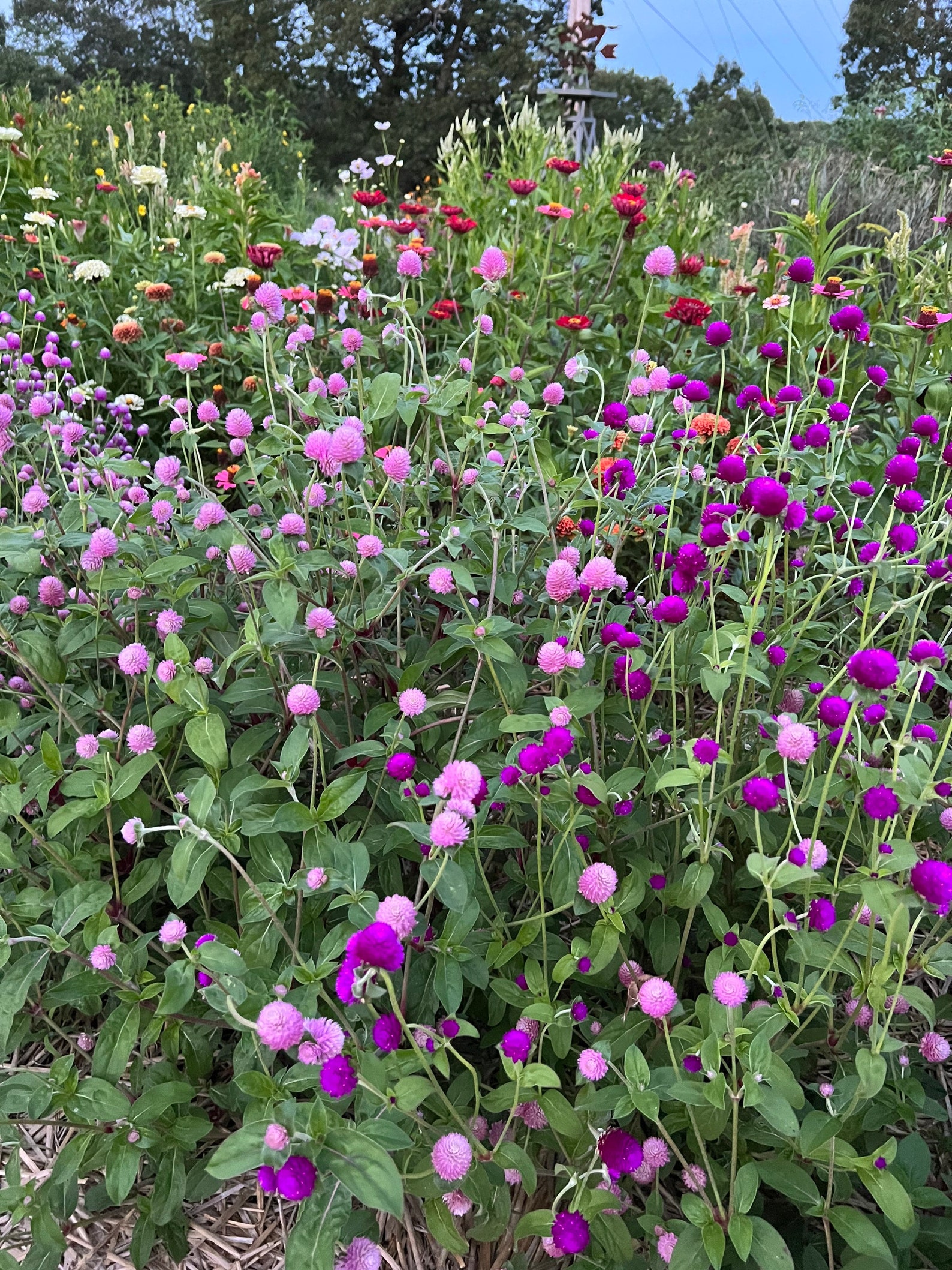 Cut Flower Seed Collection: 10 Colorful Varieties for Cutting Gardens ...