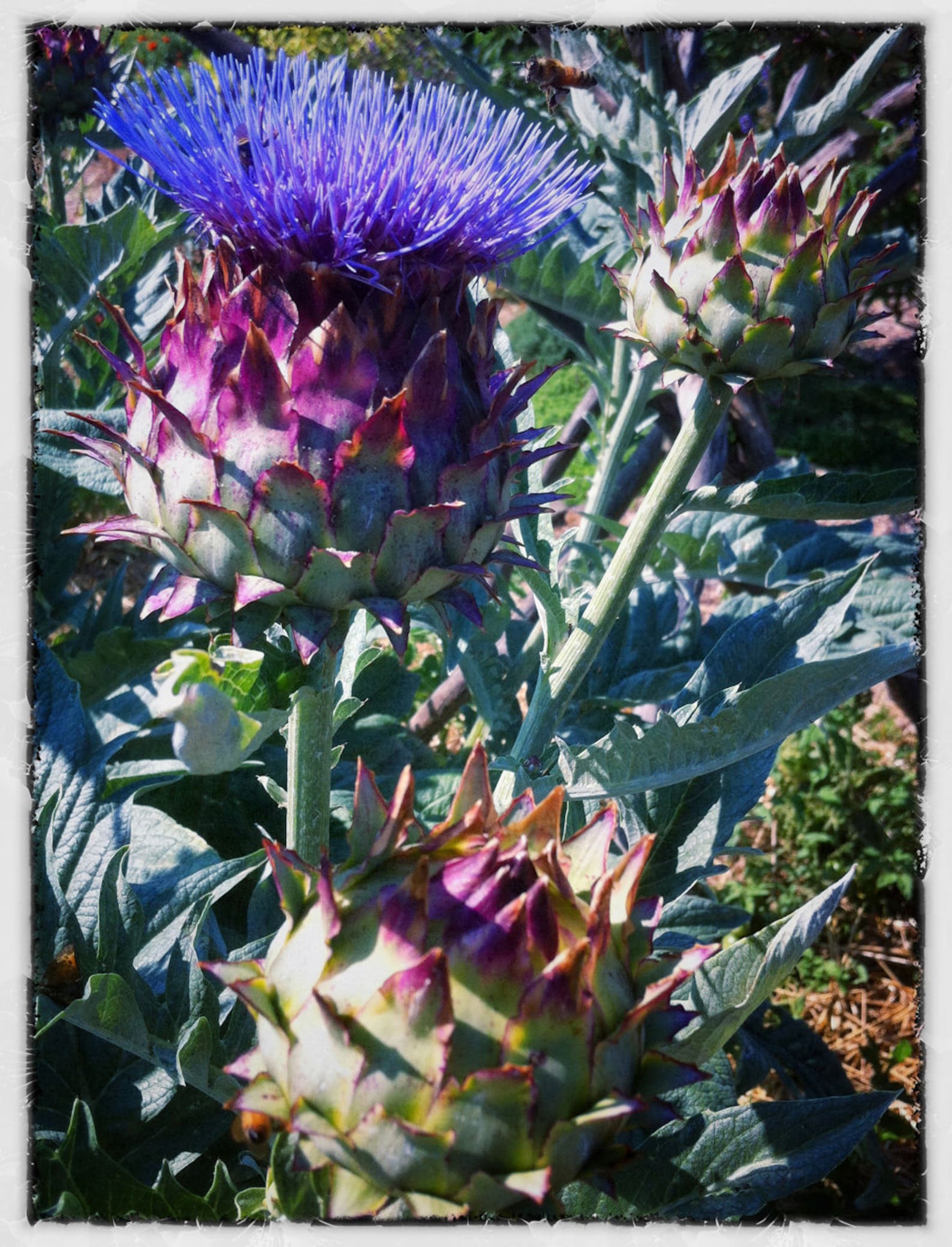 Cardoon Seeds, Cynara Cardunculus Seeds, Wild Artichoke - Etsy