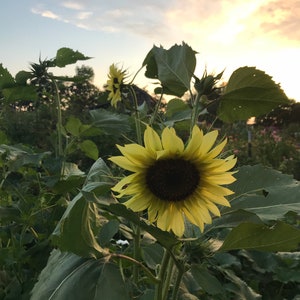 Sunrich Lemon Sunflower, 20 Seeds Yellow Sunflowers, Great for Cut ...