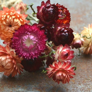 Mixed Strawflower Seeds 45 Sultane Mix Helichrysum Seed Cut - Etsy