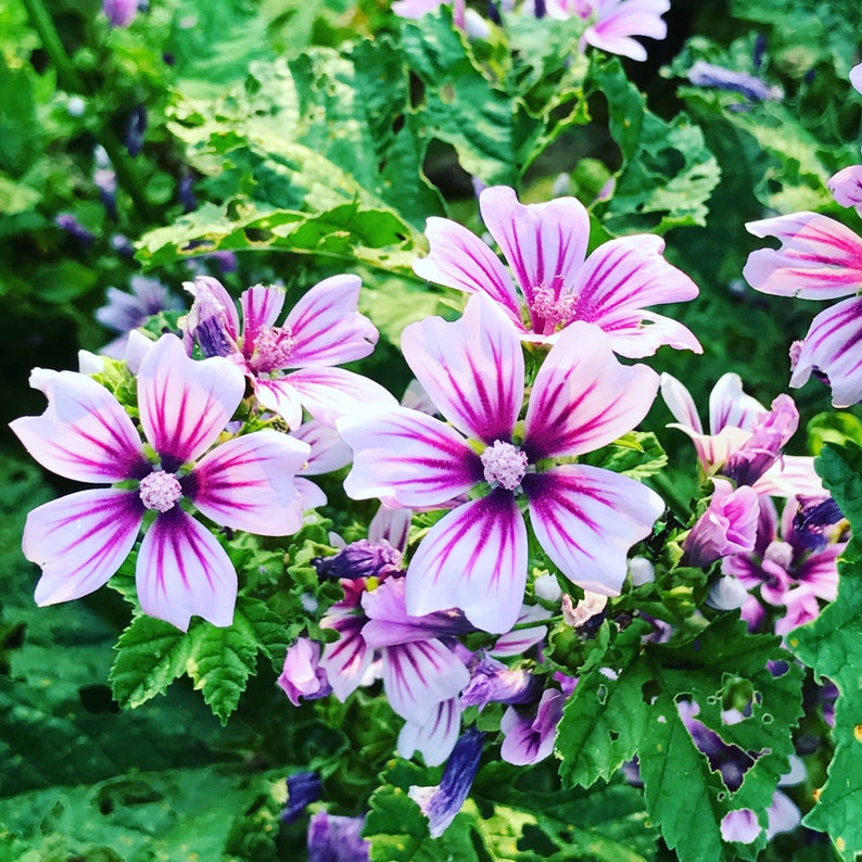 Malva Sylvestris, Zebrina Mallow Seeds, 25 Seeds for Cottage Garden ...