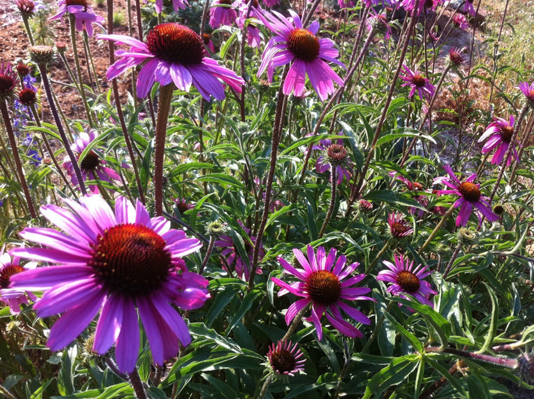 Tennessee Coneflower Seeds, Echinacea Tennesseensis, 25 Seeds for ...